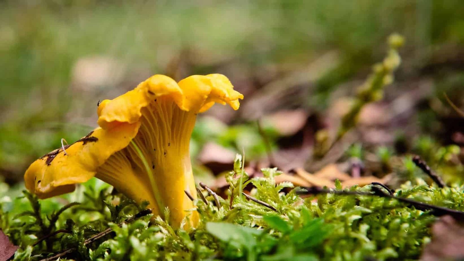 Wild Food Foraging For Van Life Adventures | Vanlife Eats